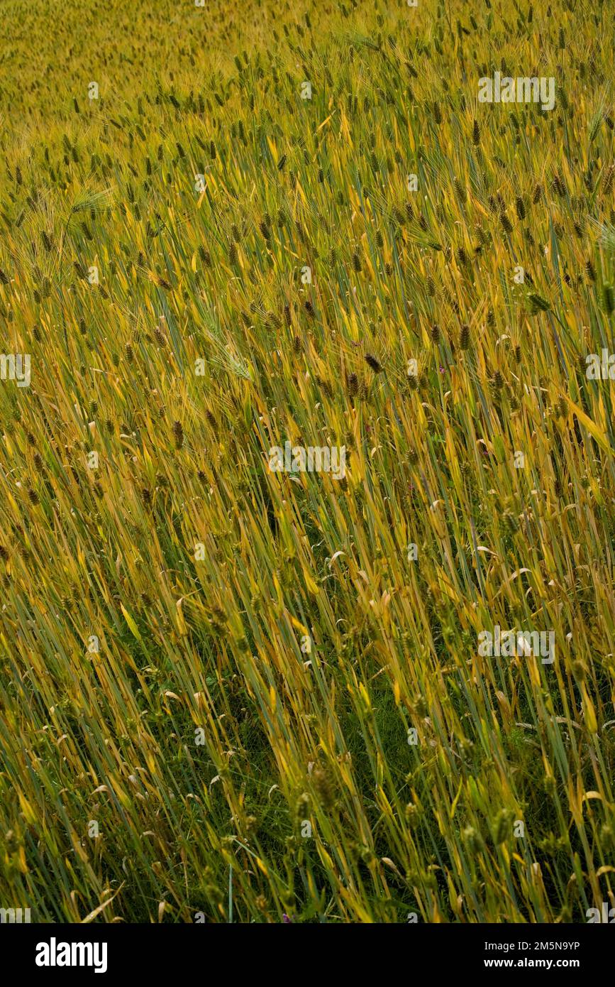 The lulang forest hi-res stock photography and images - Alamy