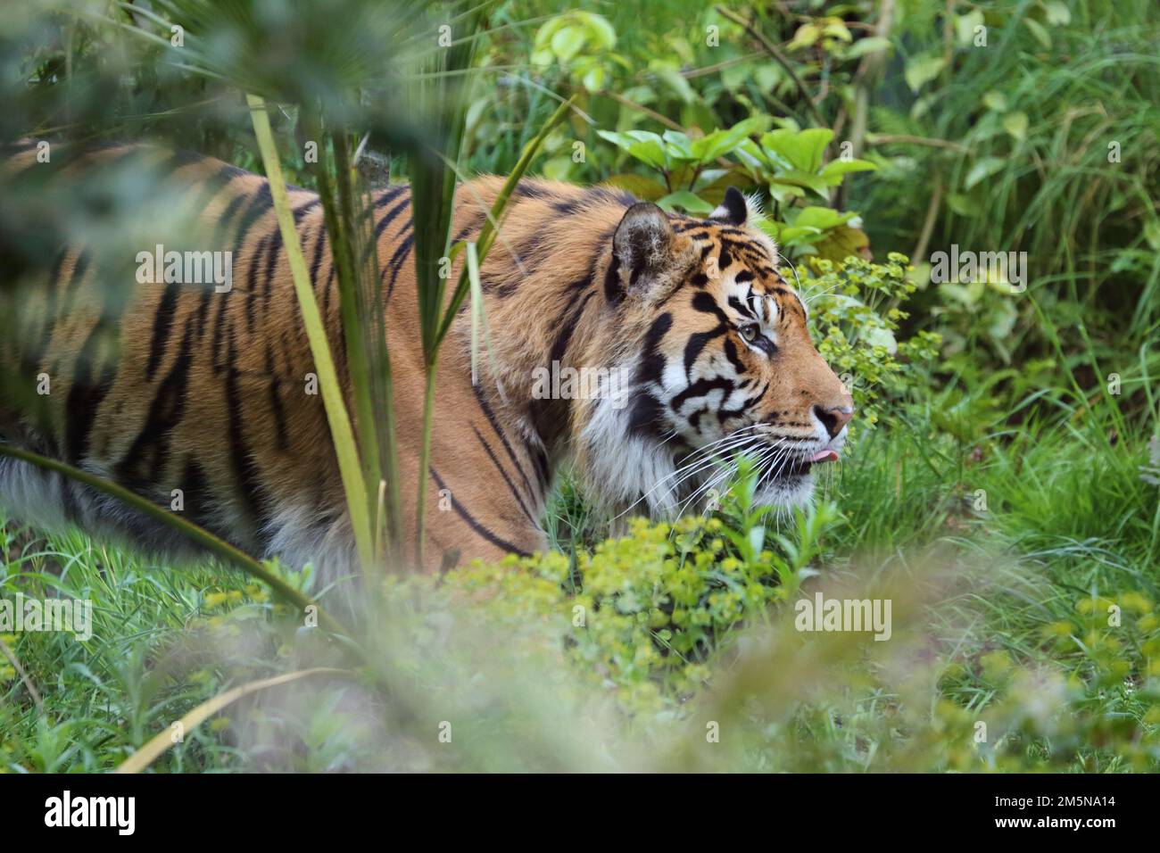 Closeup of a Siberian tiger (panthera tigris tigris Stock Photo - Alamy