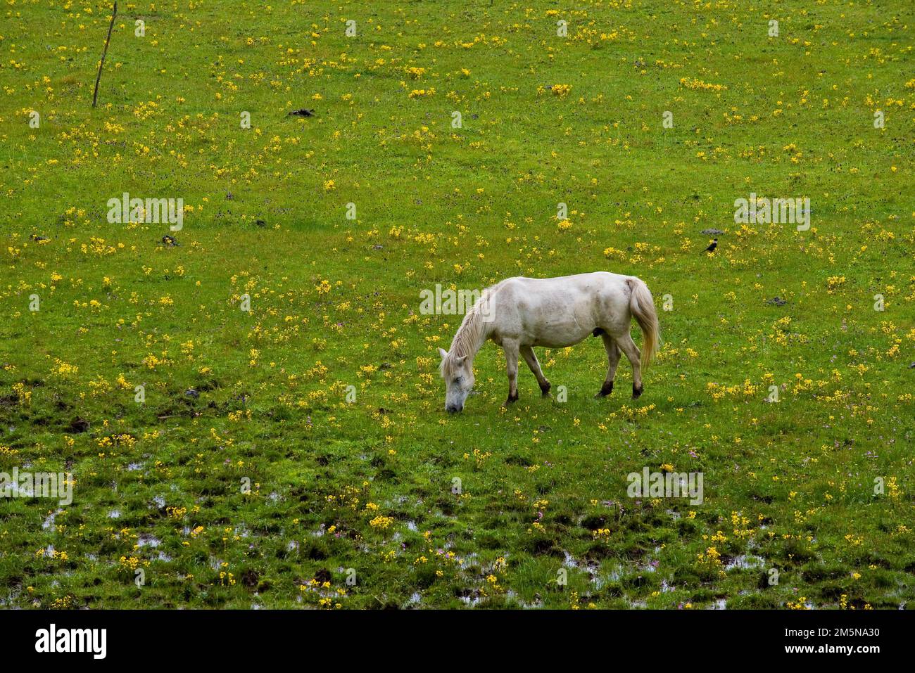 The lulang forest hi-res stock photography and images - Alamy