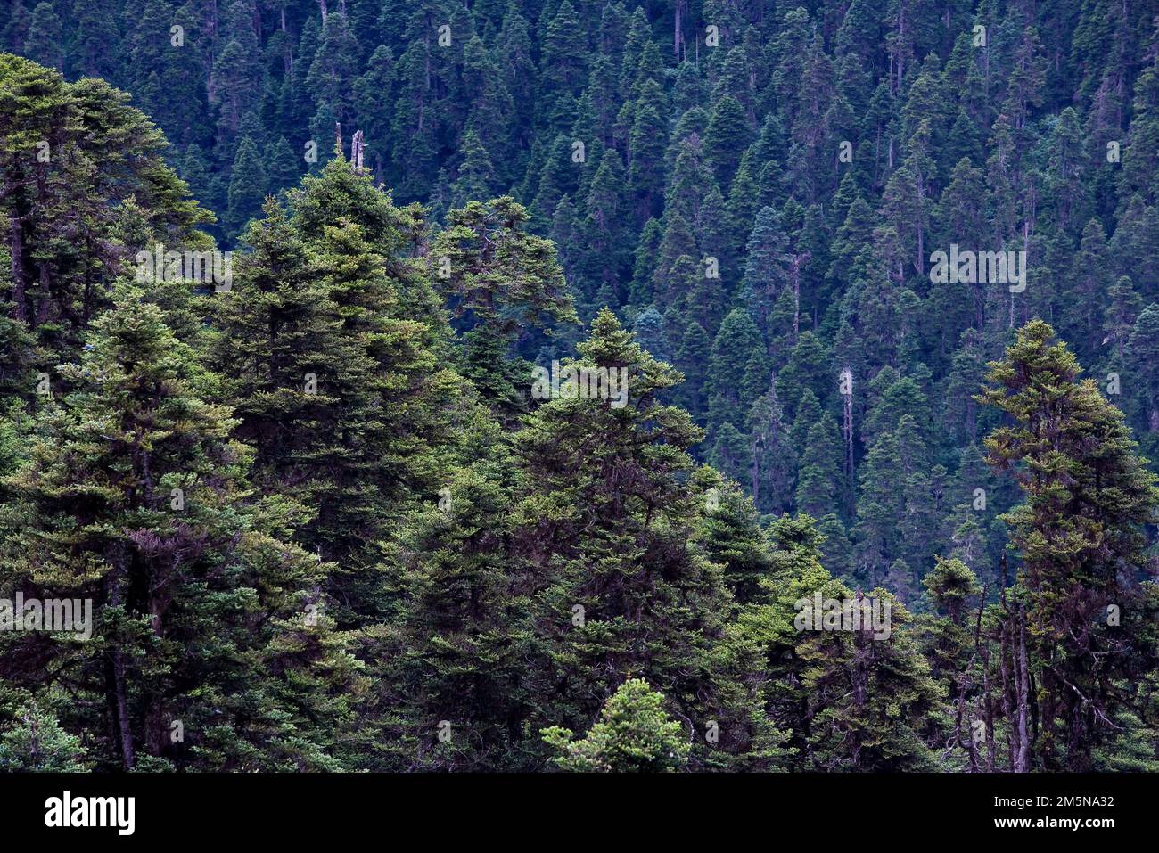 The Lulang Forest Sea,Lahsa Stock Photo - Alamy