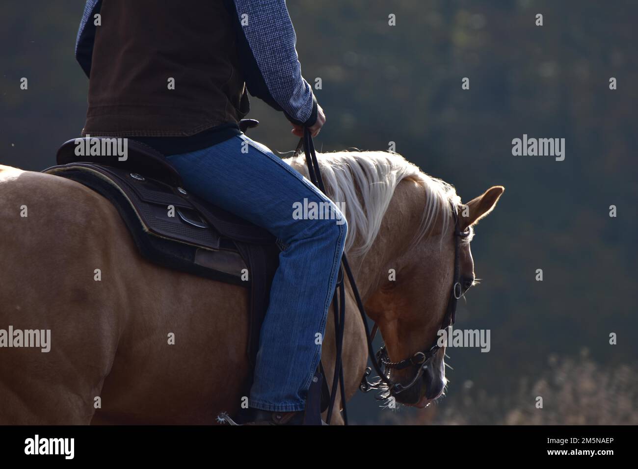 Western riding, close-up of a rider in the saddle of an American ...