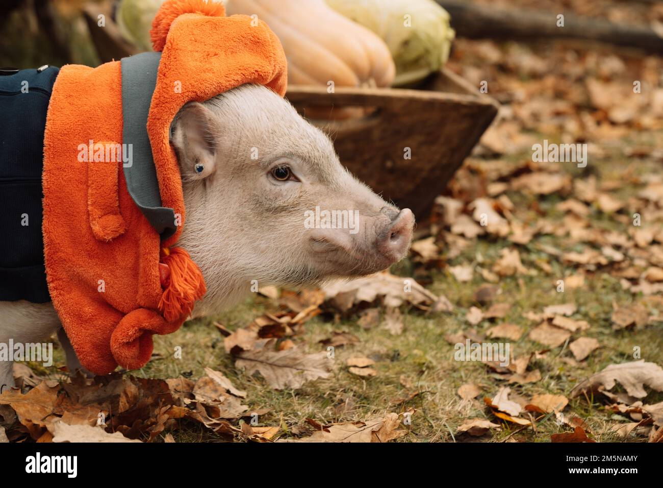 a white mini pig sits in a wicker basket. Autumn photo Stock Photo - Alamy