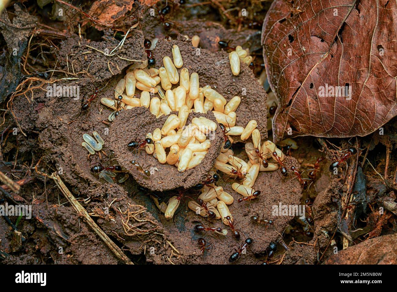 Life cycle of the ants hi-res stock photography and images - Alamy