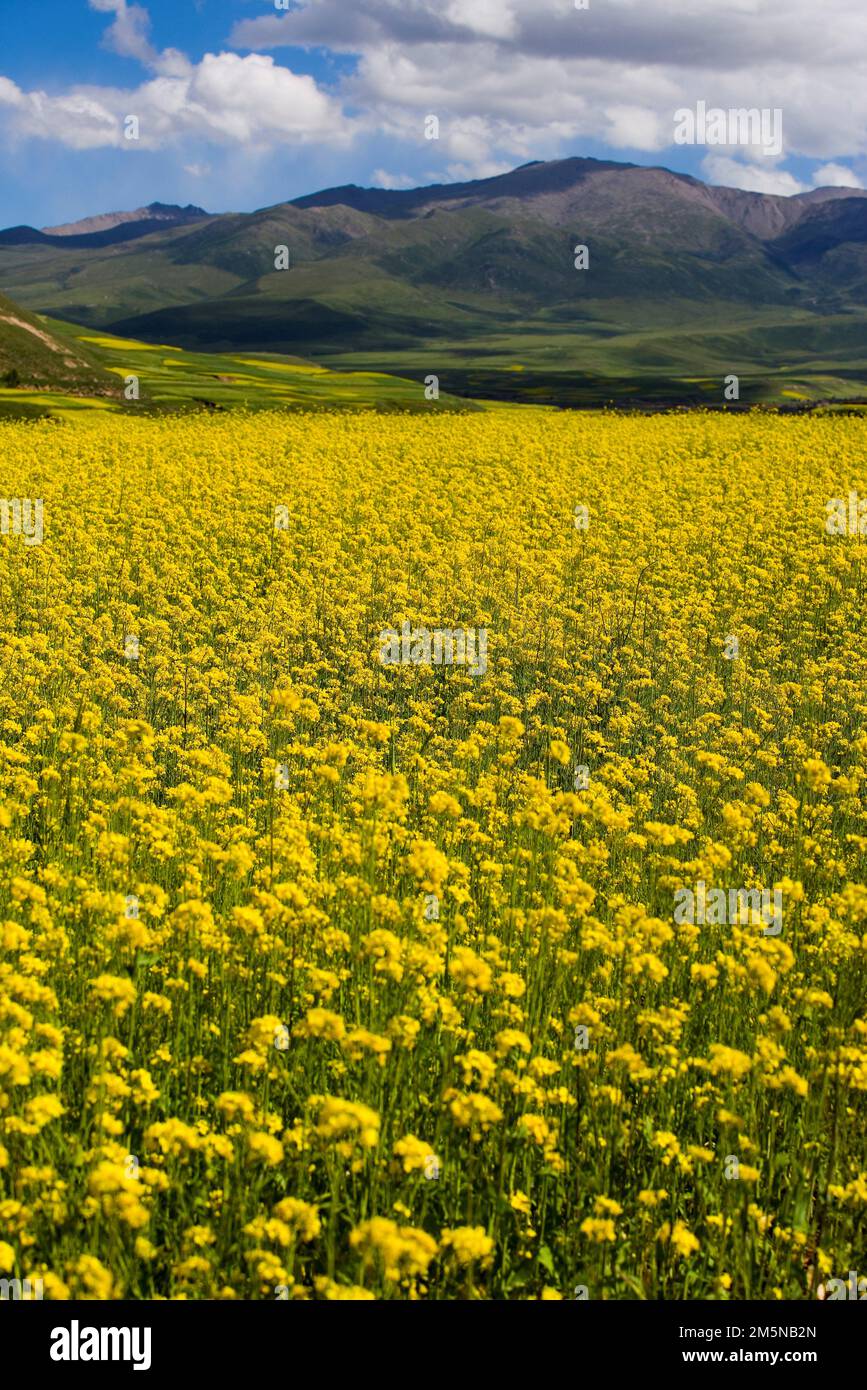 Rape Flower,Qinghai Province Stock Photo - Alamy