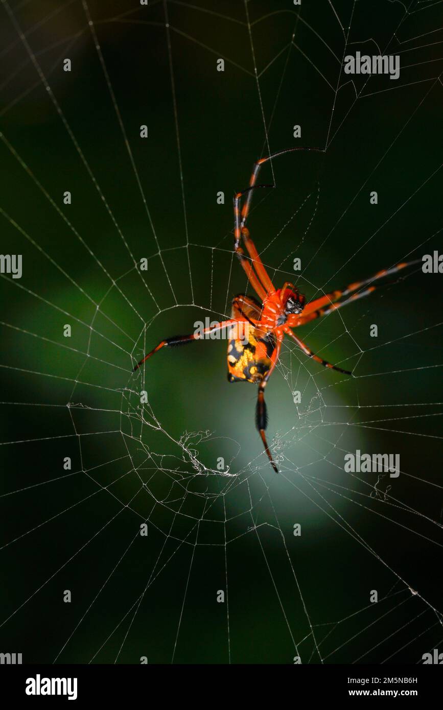A vertical closeup of a Leucauge spider, long-jawed orb weaver on a ...