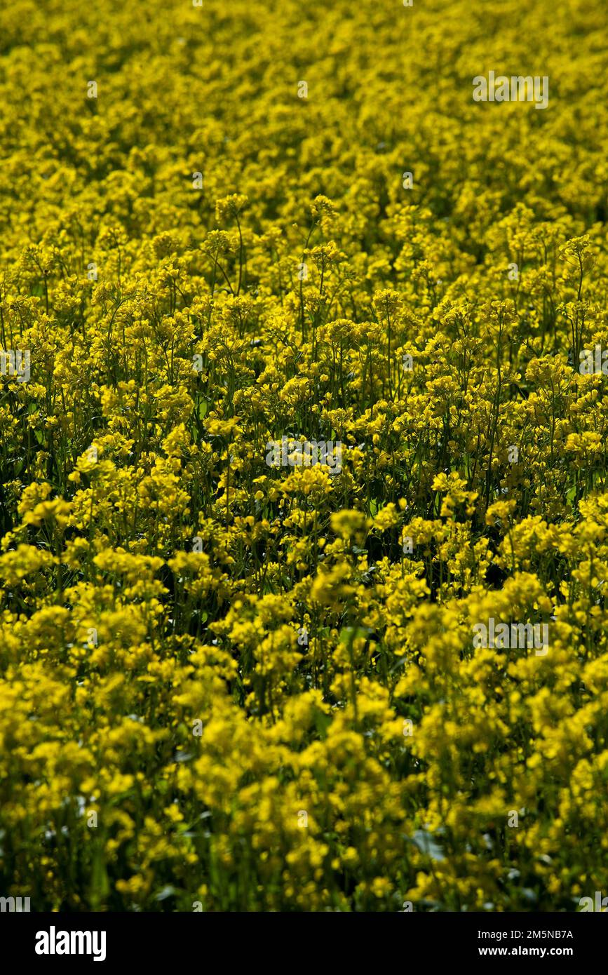 Rape Flower,Qinghai Province Stock Photo - Alamy
