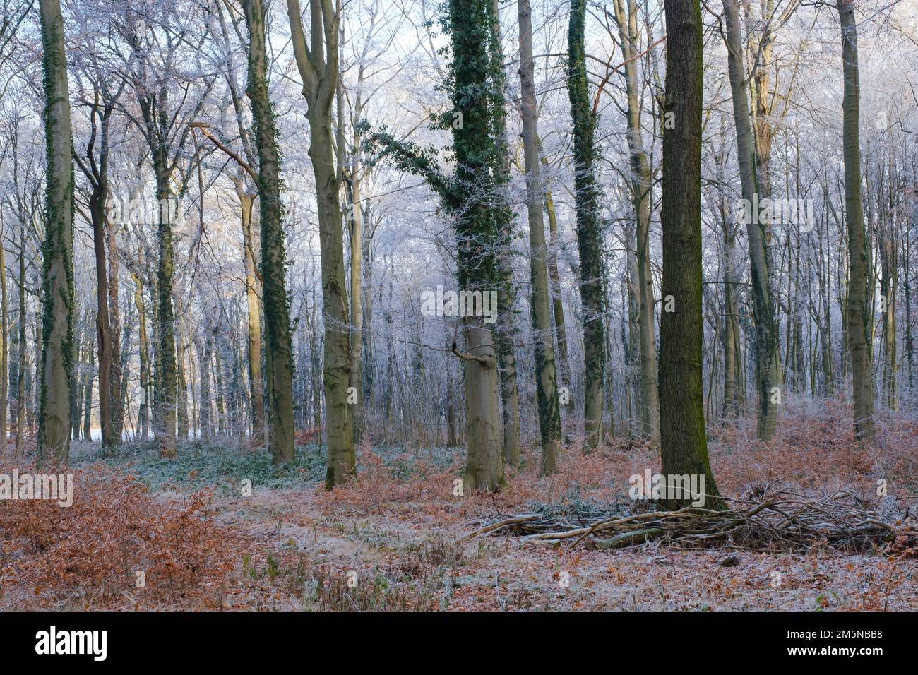 Frost path hi-res stock photography and images - Alamy