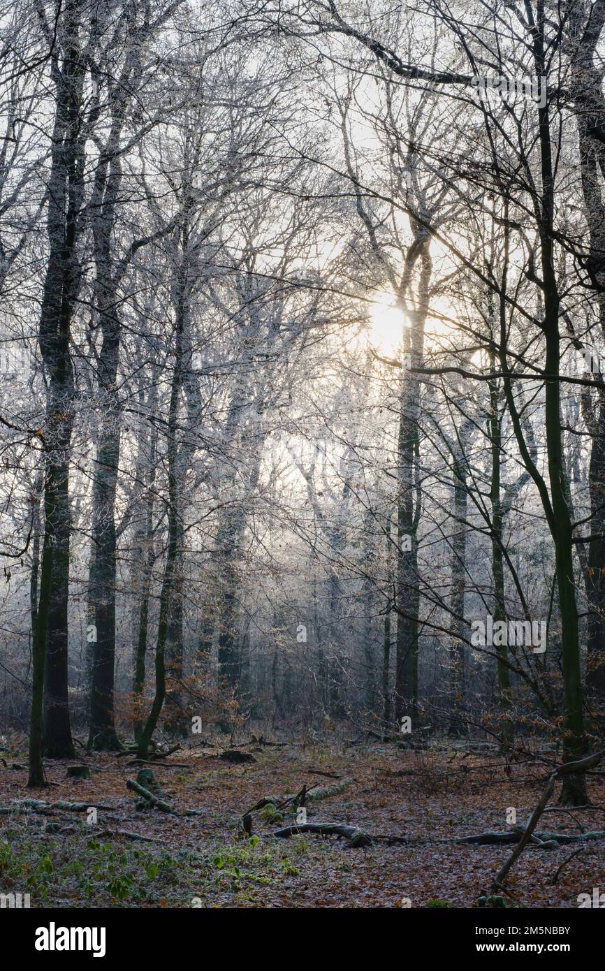 Frost wood hi-res stock photography and images - Alamy