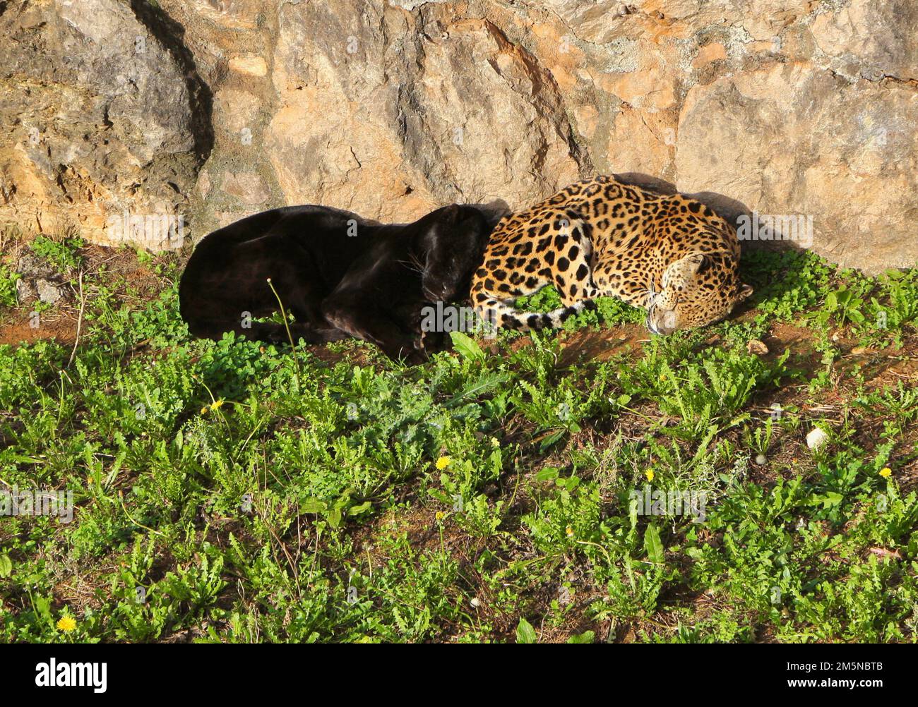 Melanistic jaguar or black panther and jaguar Panthera onca curled up ...
