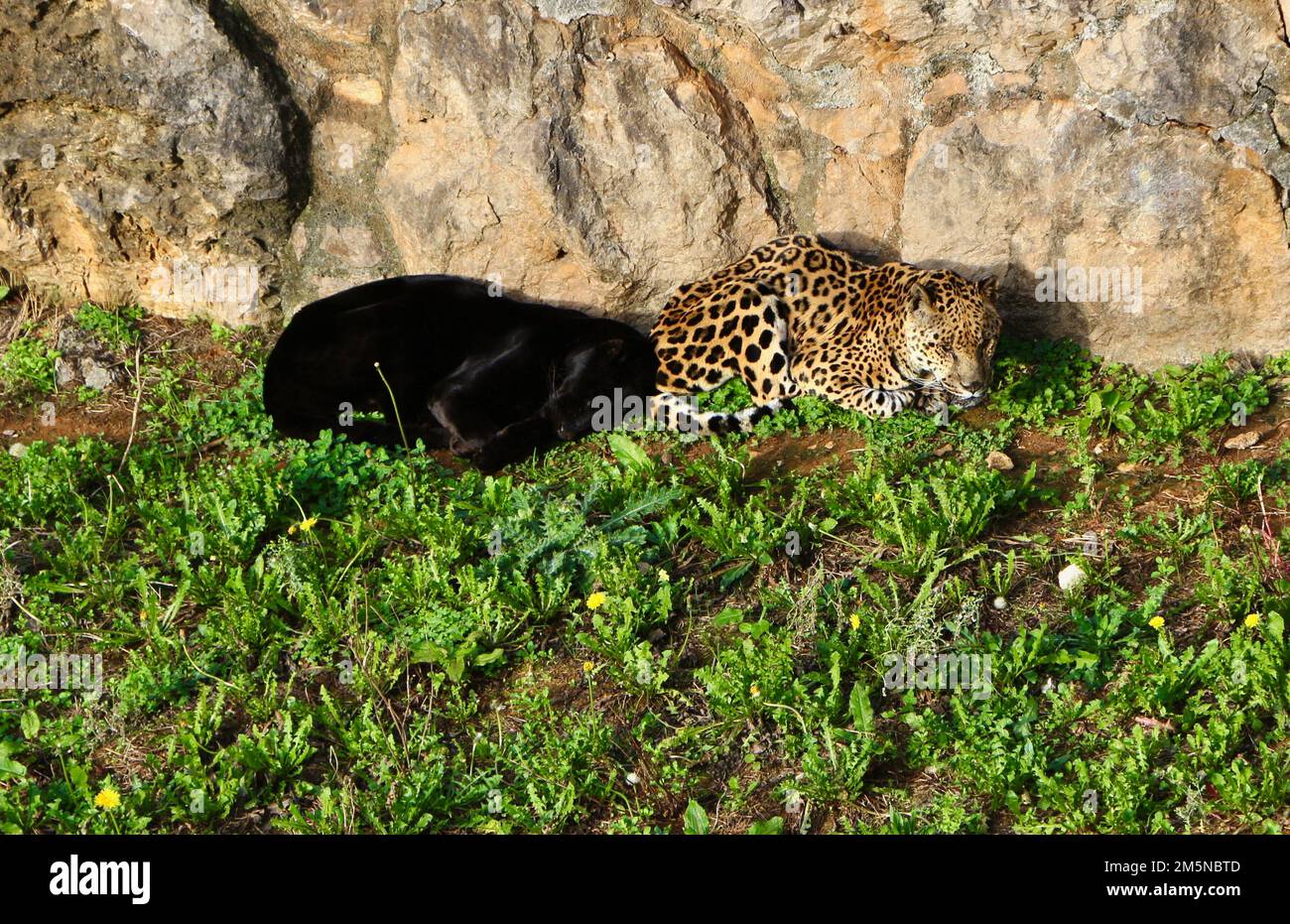 Melanistic jaguar or black panther and jaguar Panthera onca curled up ...