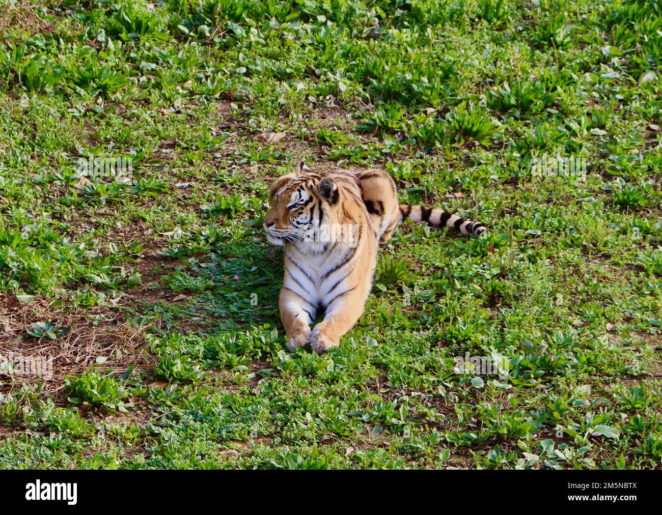 A tiger laying in the sun Panthera tigris Cabarceno Natural Park ...
