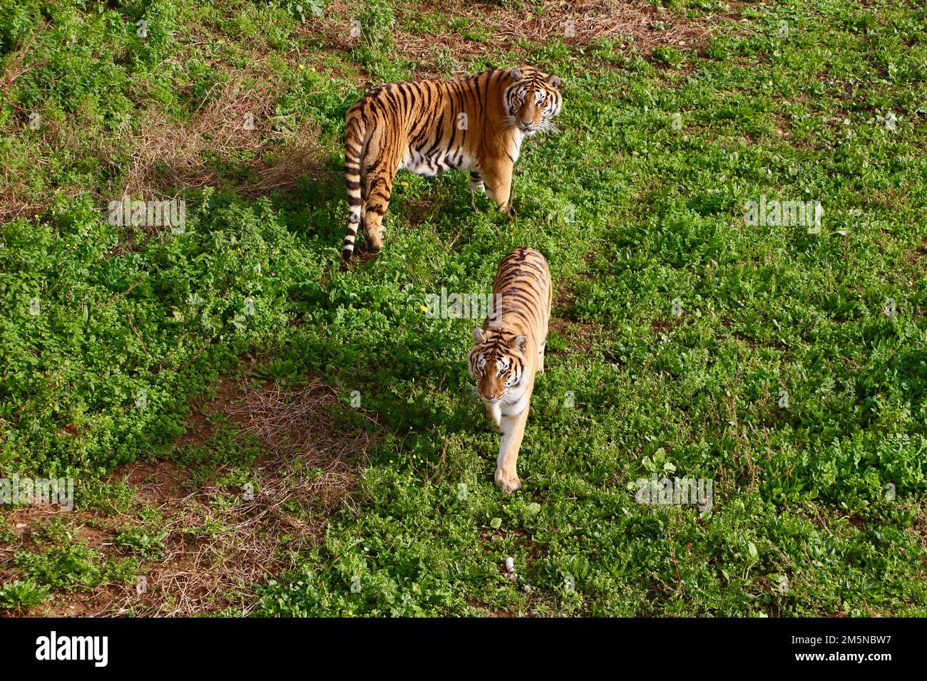 Two Tigers Panthera tigris walking Cabarceno Natural Park Penagos ...