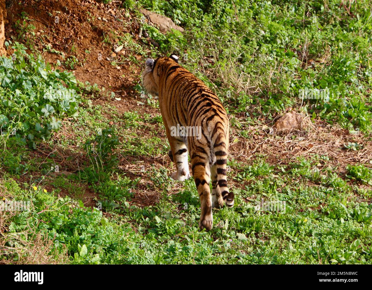 Tiger Panthera tigris walking Cabarceno Natural Park Penagos Cantabria ...