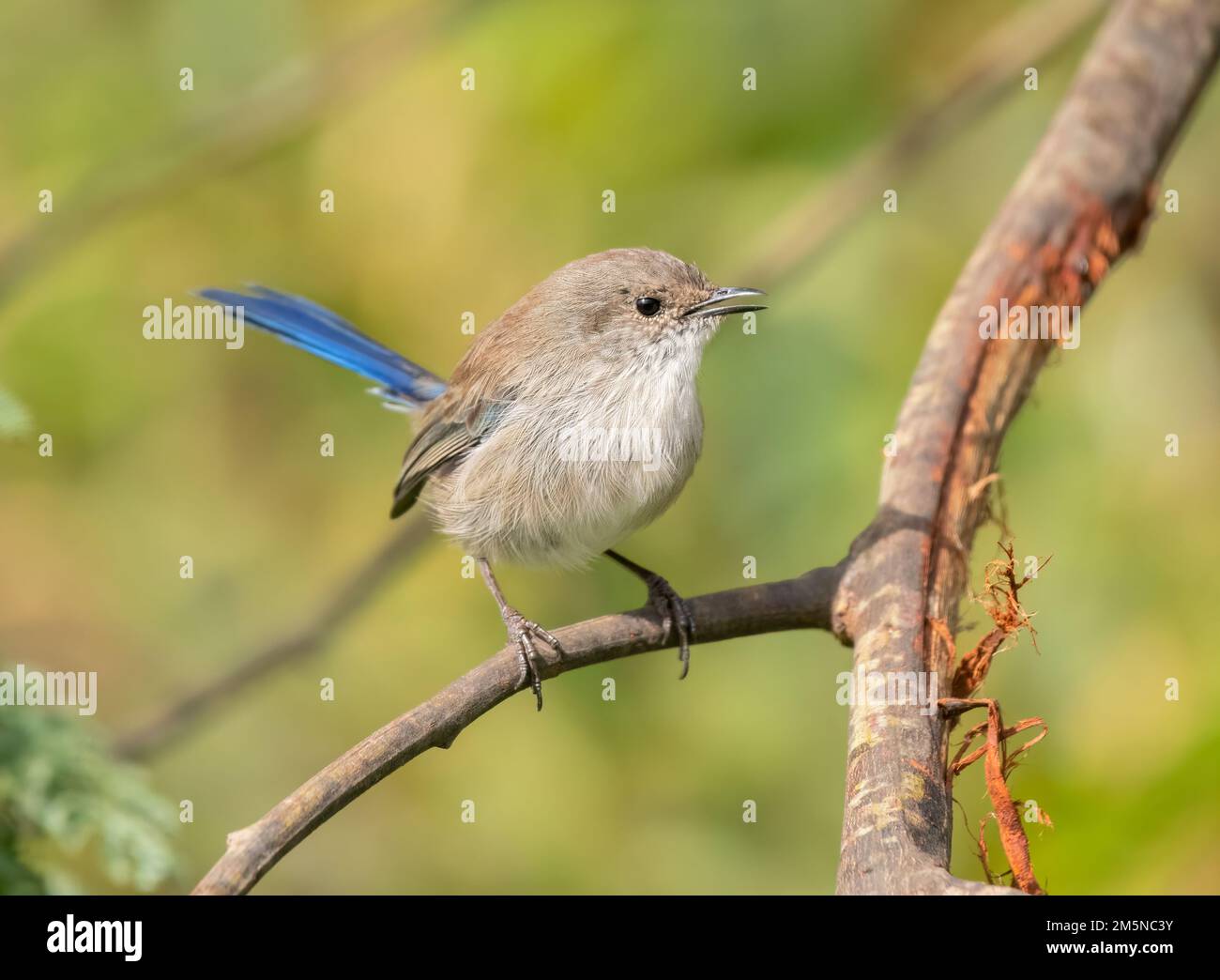 Australian fairy wren hi-res stock photography and images - Alamy