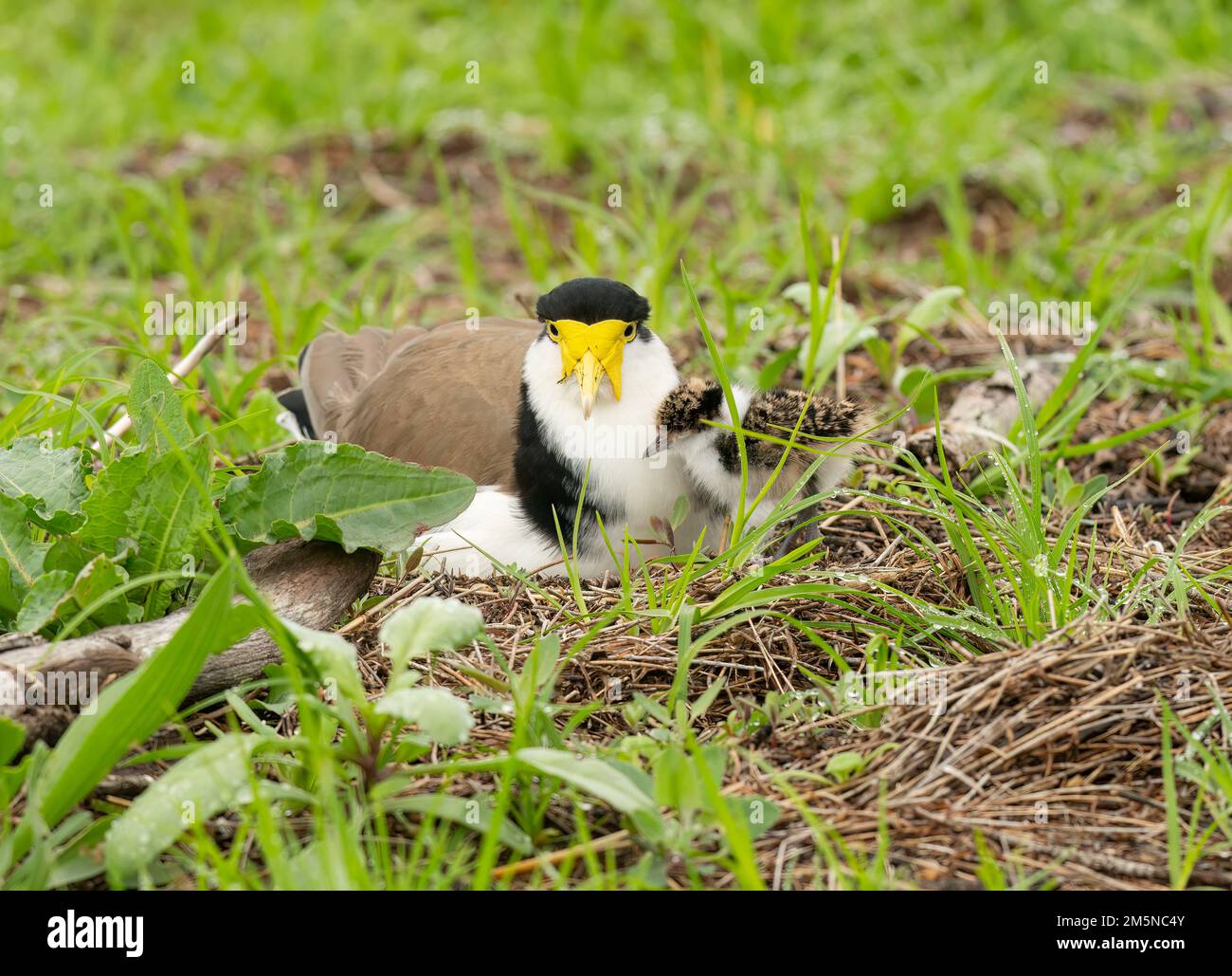 Spur on wing hi-res stock photography and images - Alamy