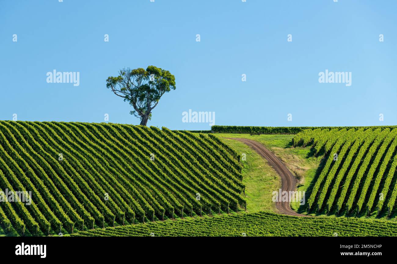 Rows of grape vines on a hill with a track leading to a lone tree, with ...