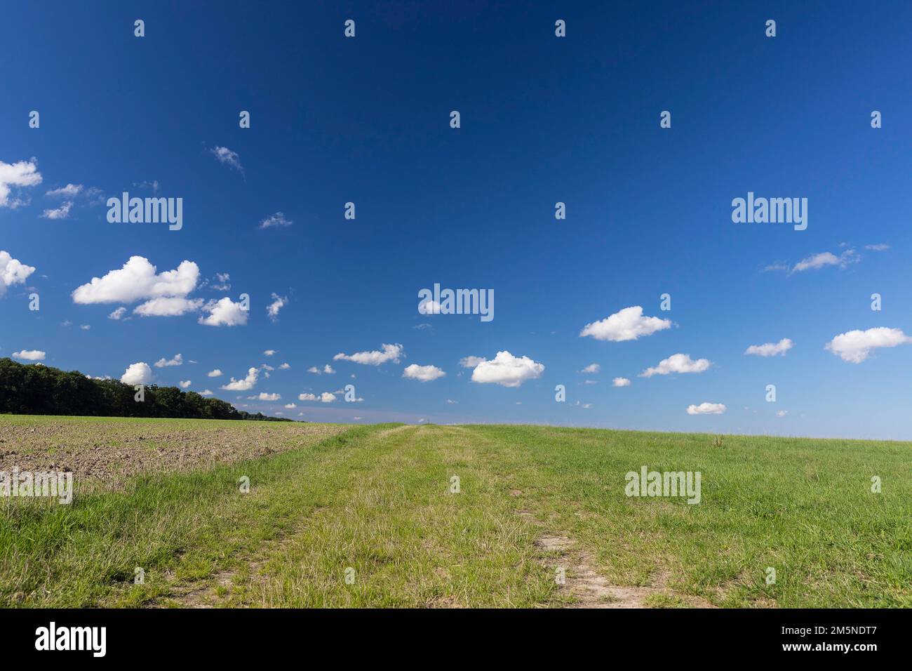 Wide open space, field path, blue sky, white clouds, Saxony, Germany ...