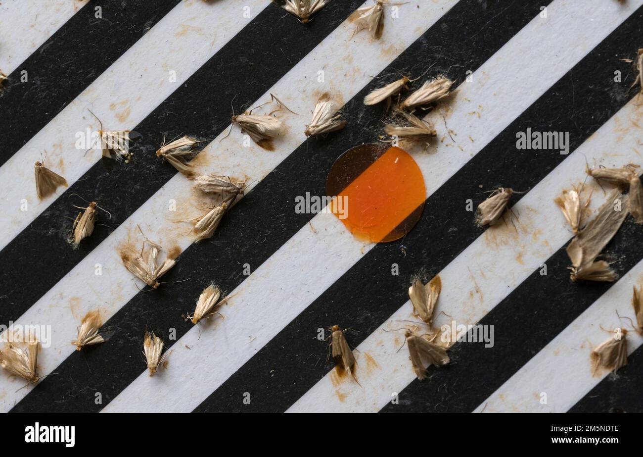 Common clothes moths (Tineola bisselliella) on adhesive strips of a ...