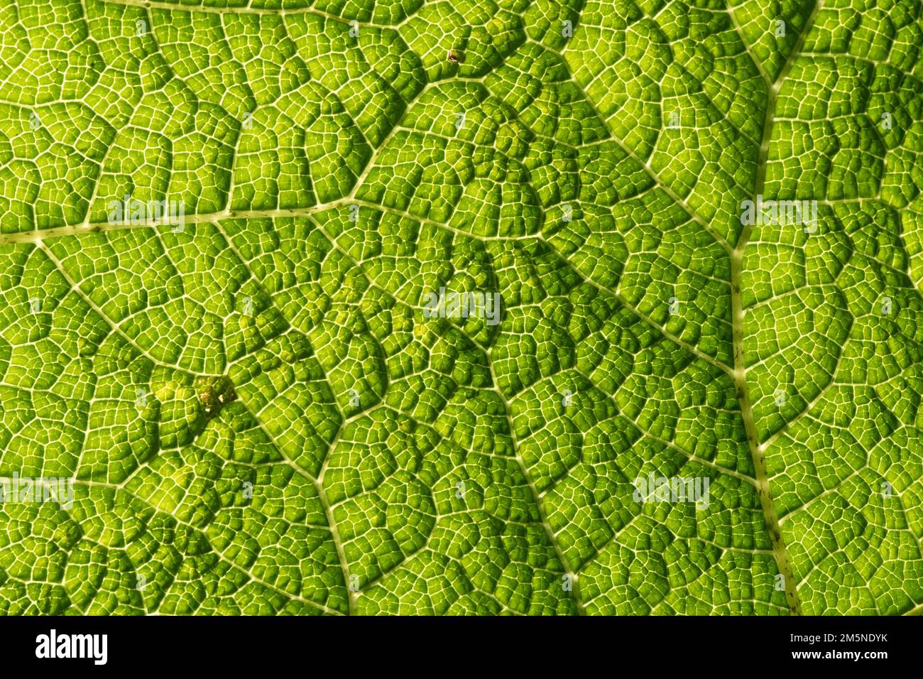 Abstract nature detail hi-res stock photography and images - Alamy