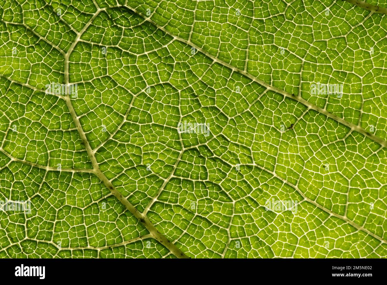 close up macro leaf in detail Stock Photo - Alamy
