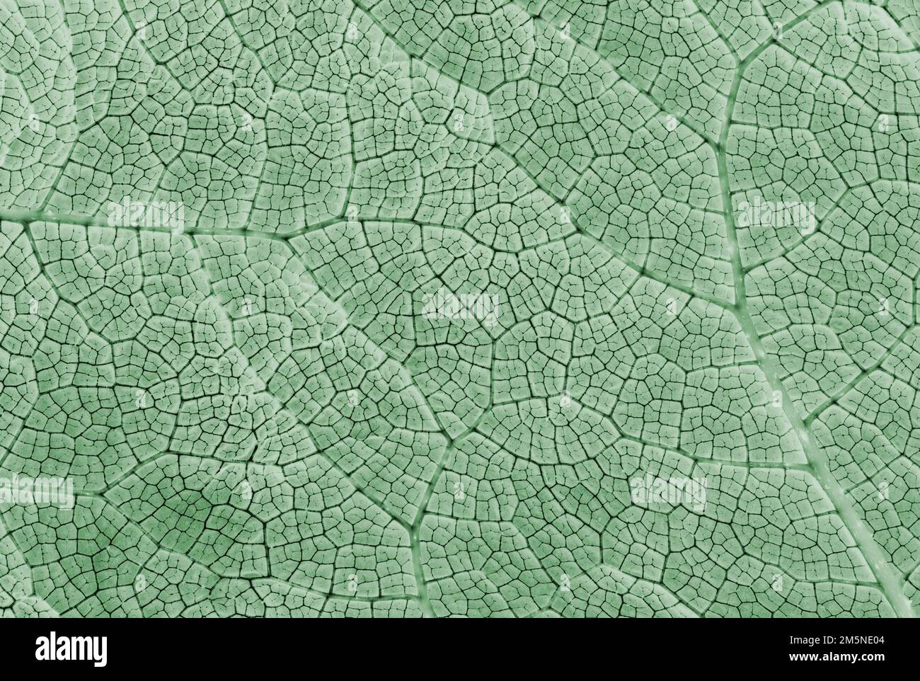 Abstract macro detail leaf hi-res stock photography and images - Alamy