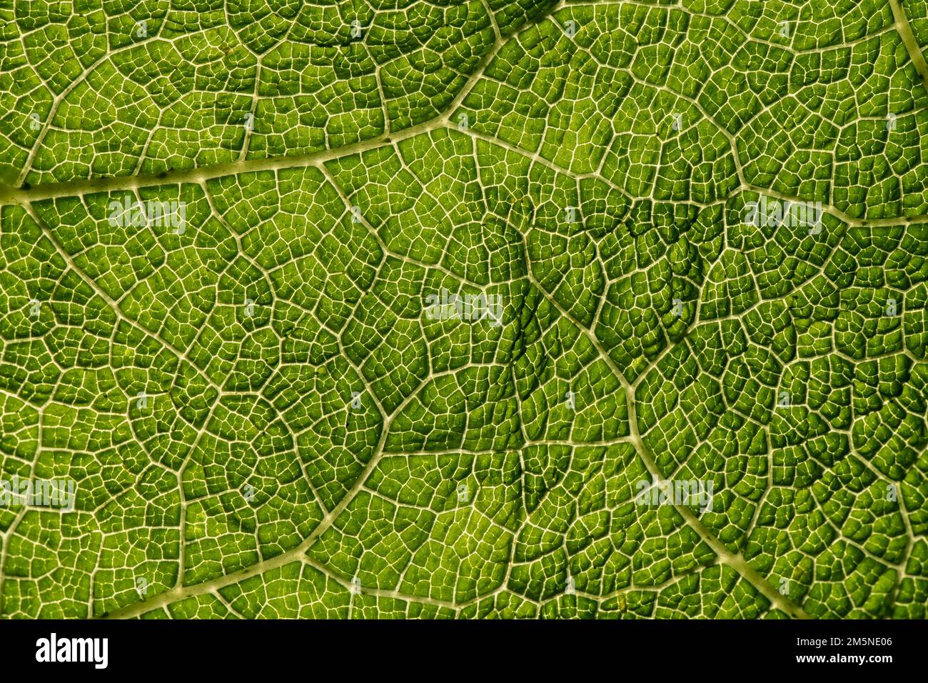 close up macro leaf in detail Stock Photo - Alamy