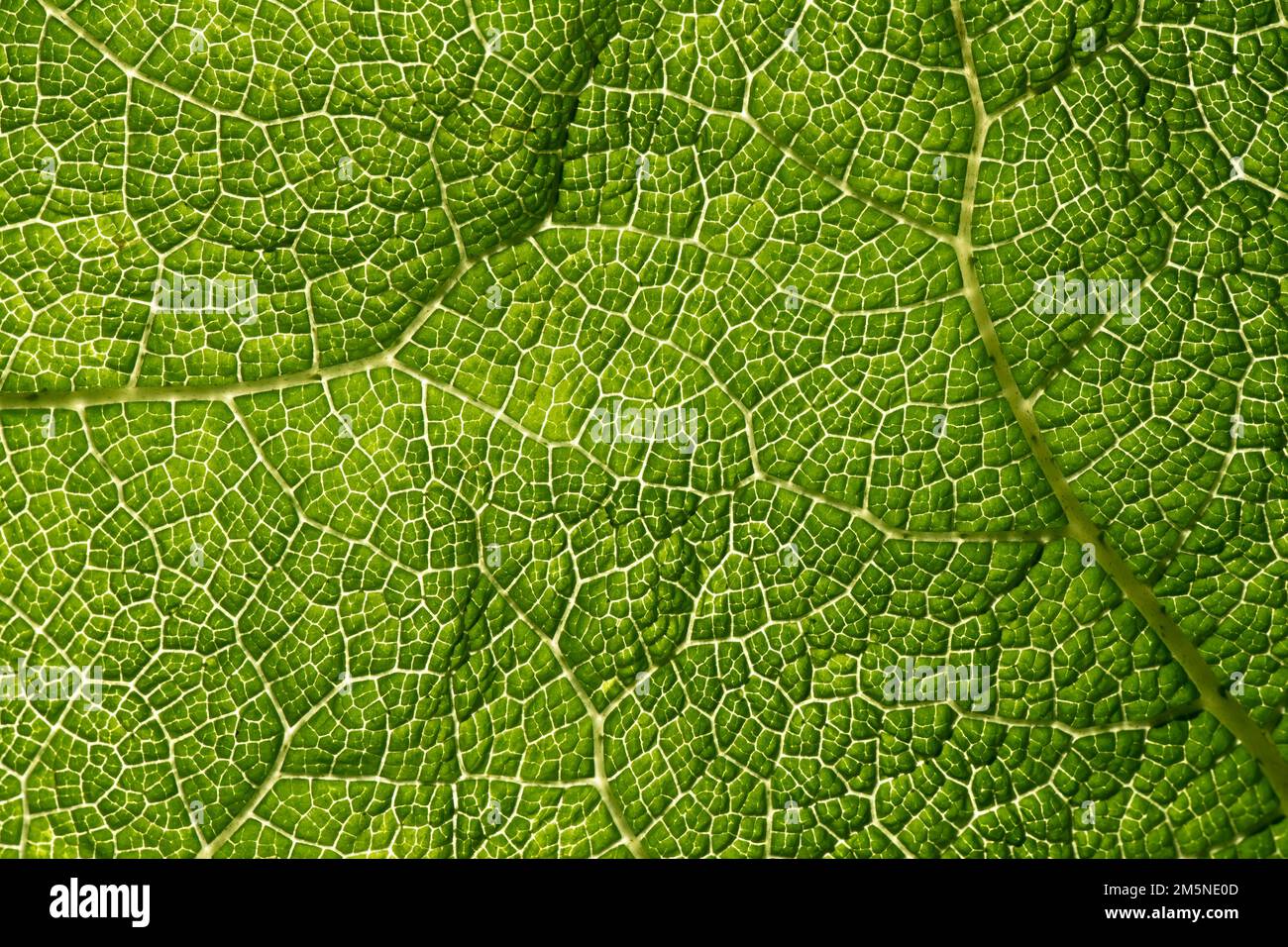 close up macro leaf in detail Stock Photo - Alamy