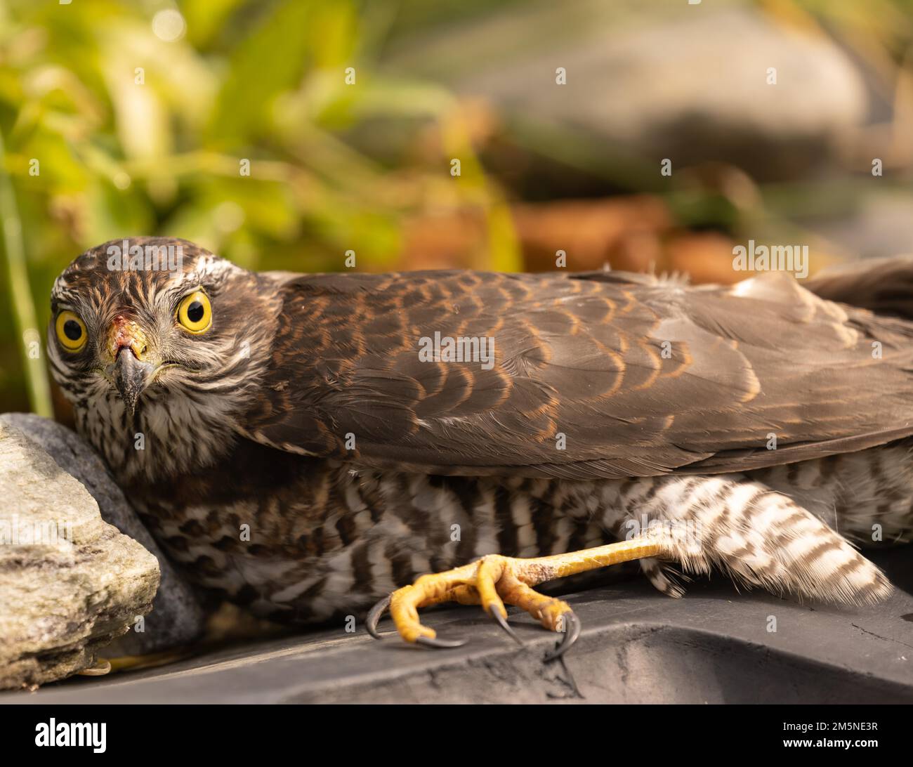 The bird of prey, goshawk Stock Photo - Alamy