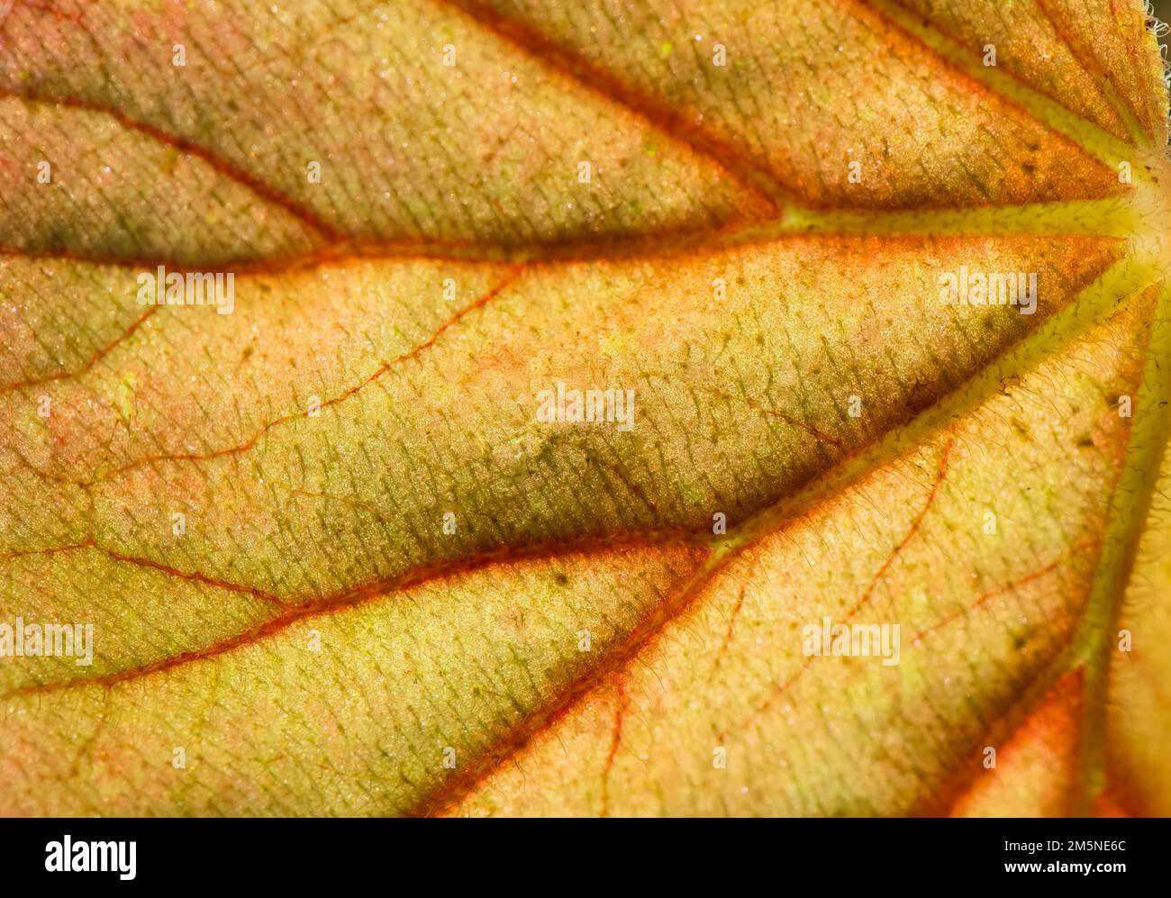 close up macro leaf in detail Stock Photo - Alamy