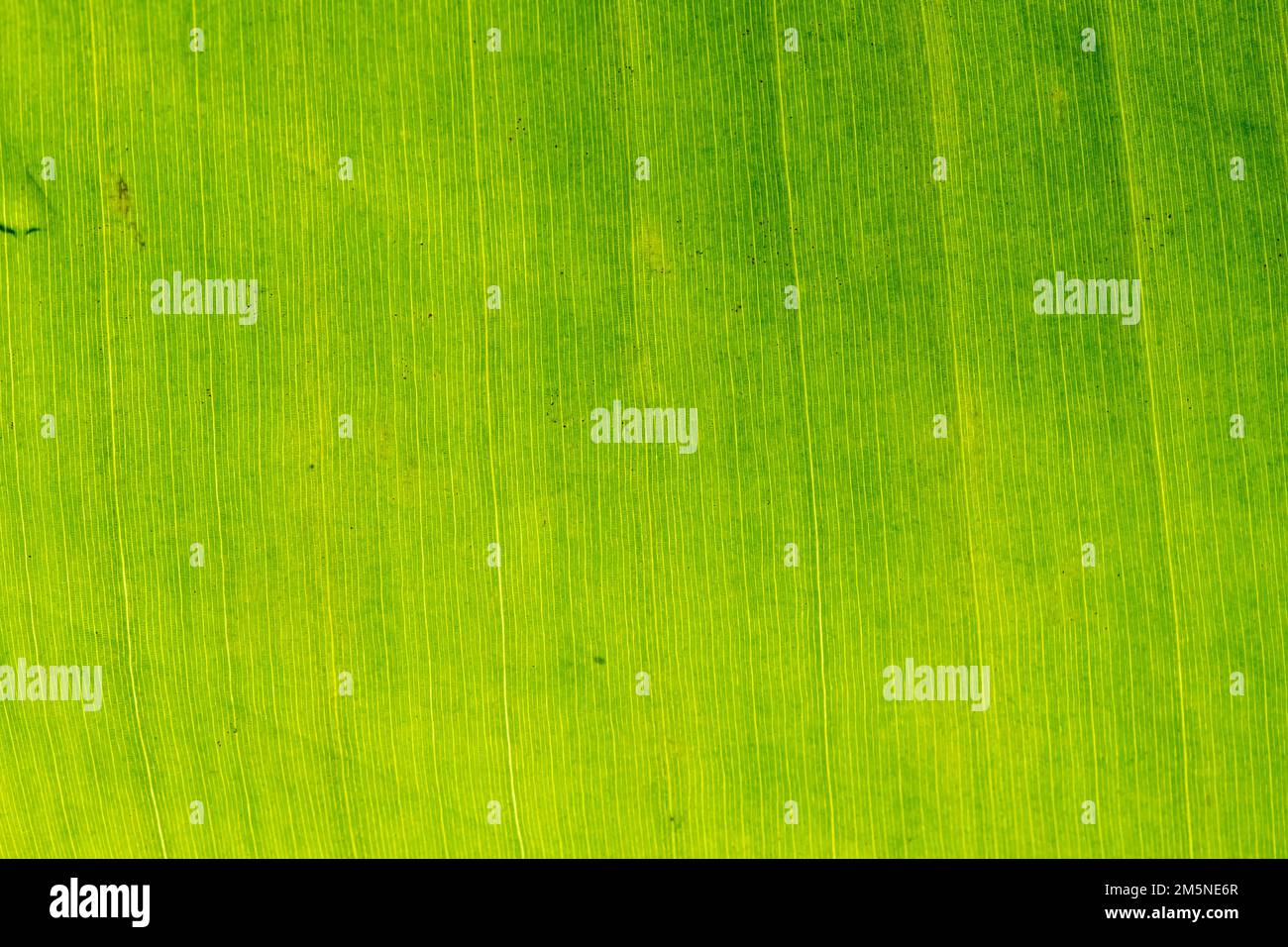 close up macro leaf in detail Stock Photo - Alamy