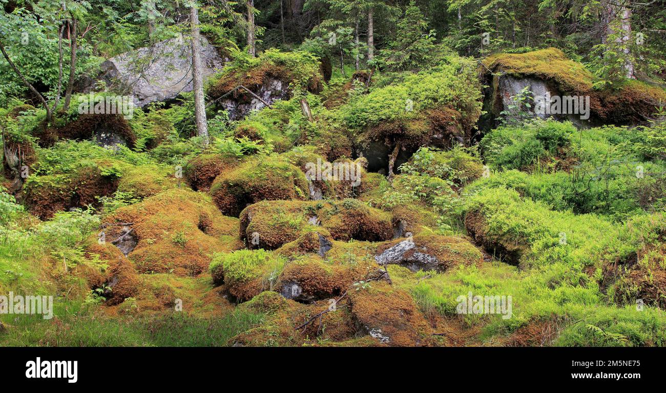 Moss in the forest Stock Photo - Alamy