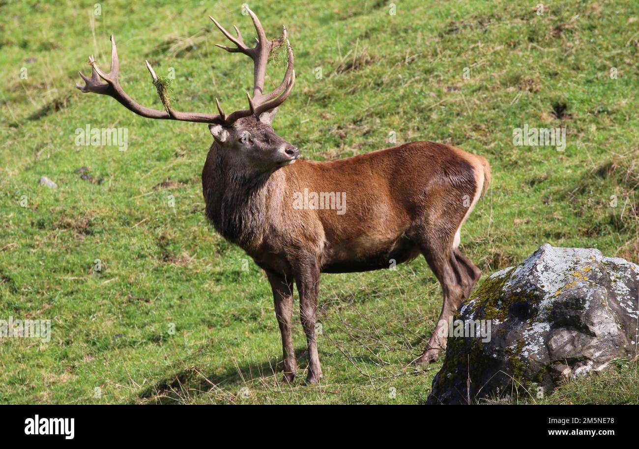 Male red deer in autumn in the rut Stock Photo - Alamy