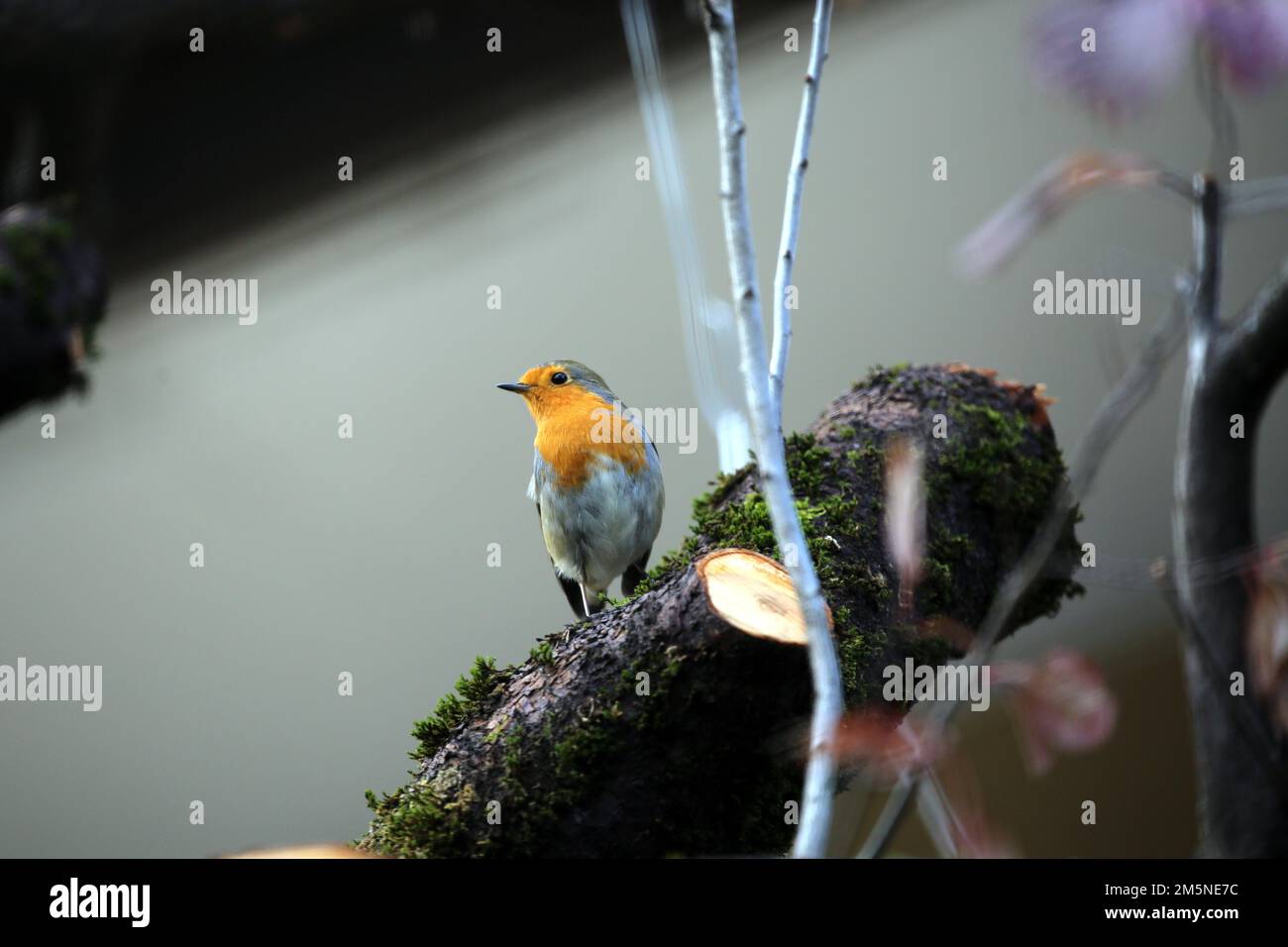 A redstart on ast Stock Photo - Alamy
