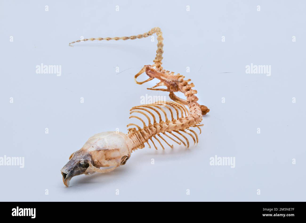 Skeleton of a mouse Stock Photo - Alamy