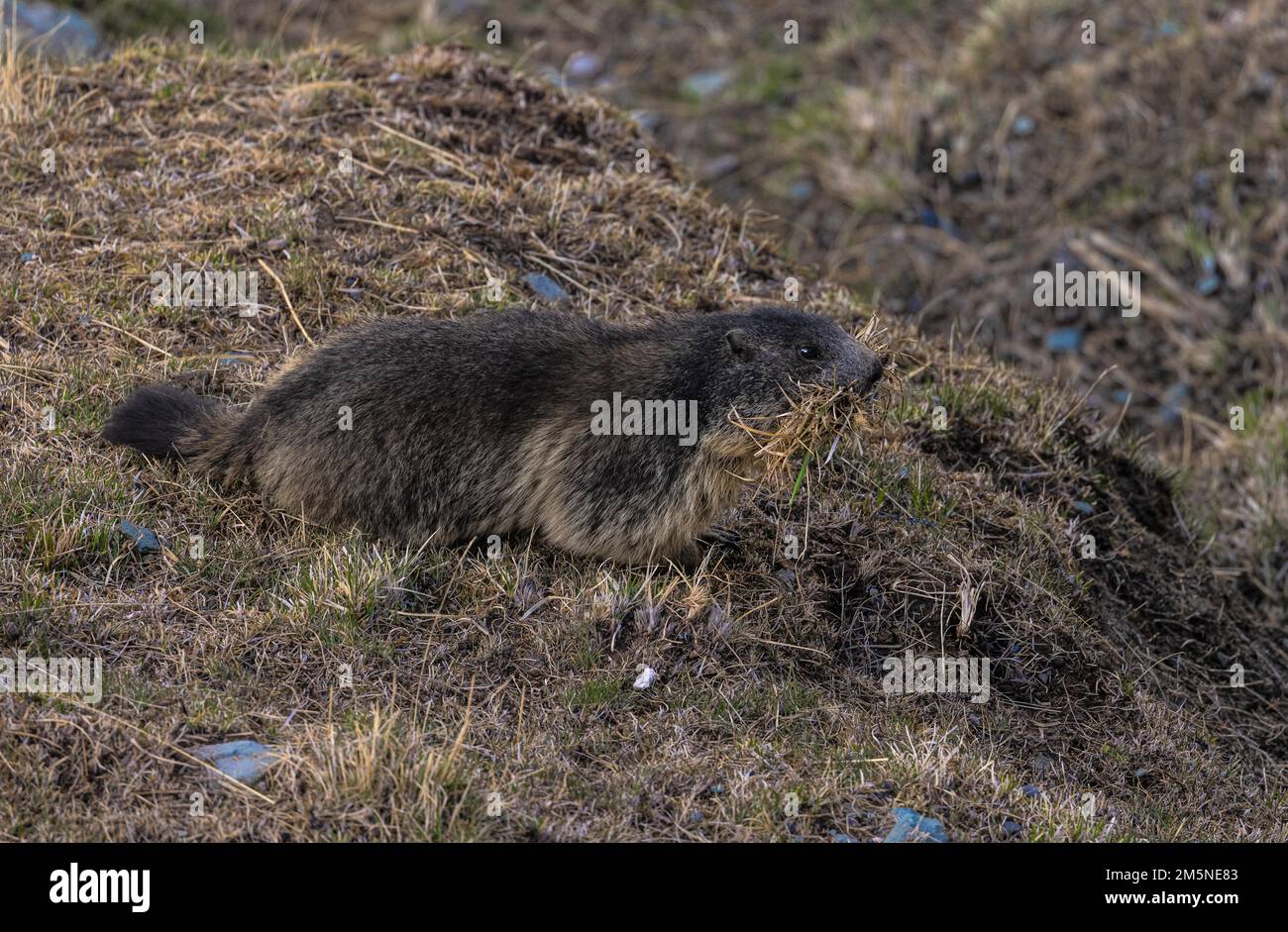 Spring material hi-res stock photography and images - Alamy