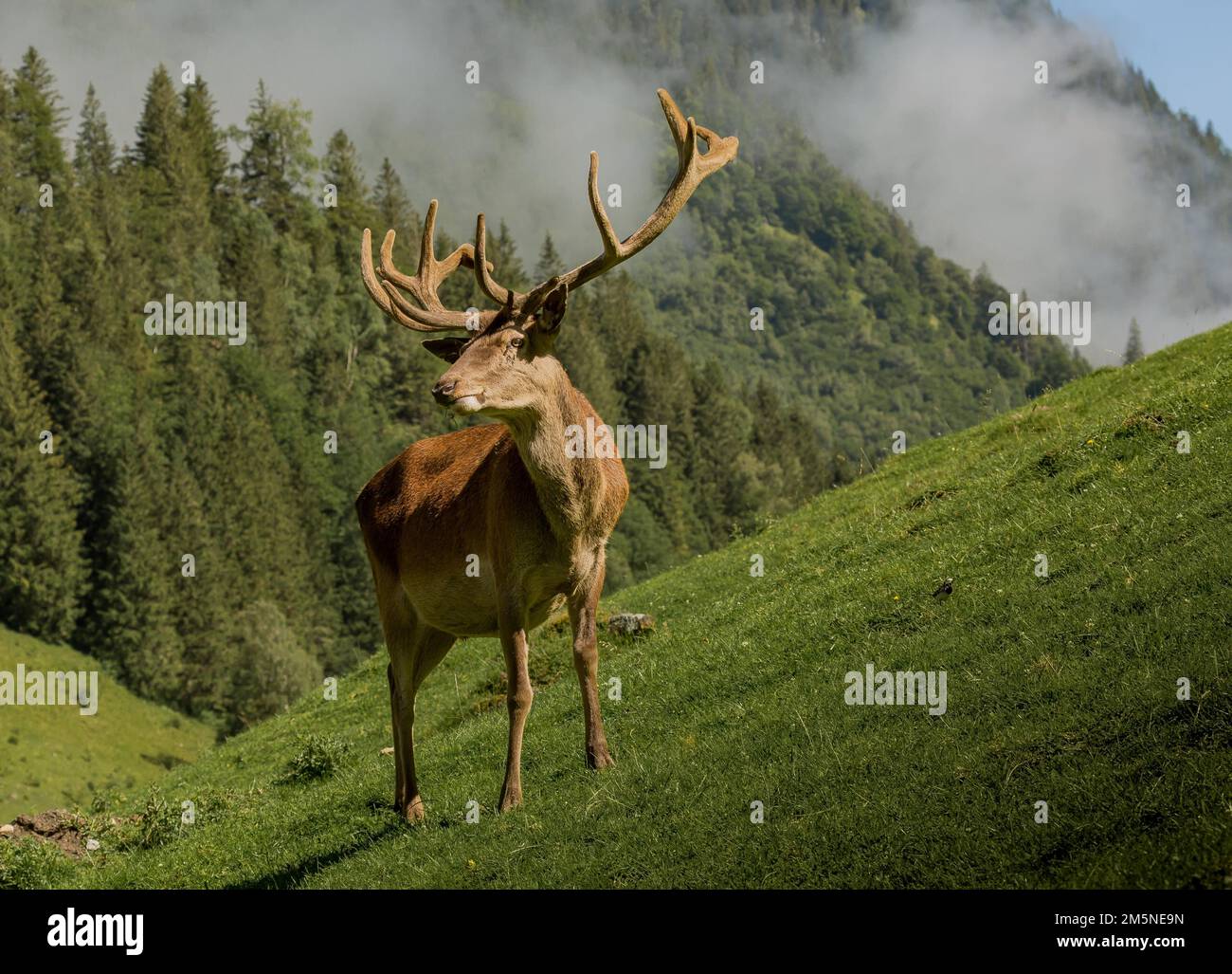 Male mood hi-res stock photography and images - Alamy