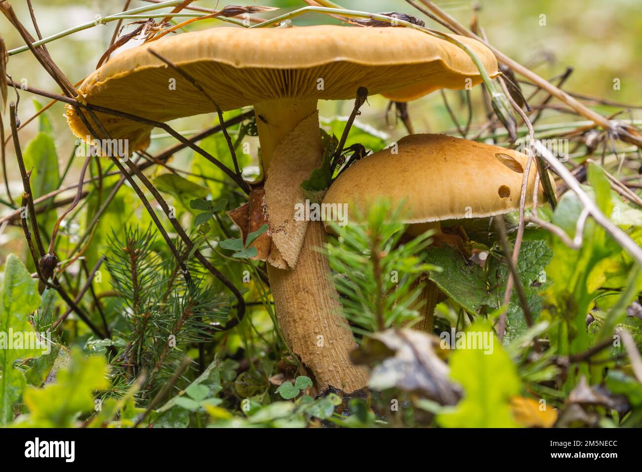 Ritterling (Tricholoma) in nature Stock Photo - Alamy