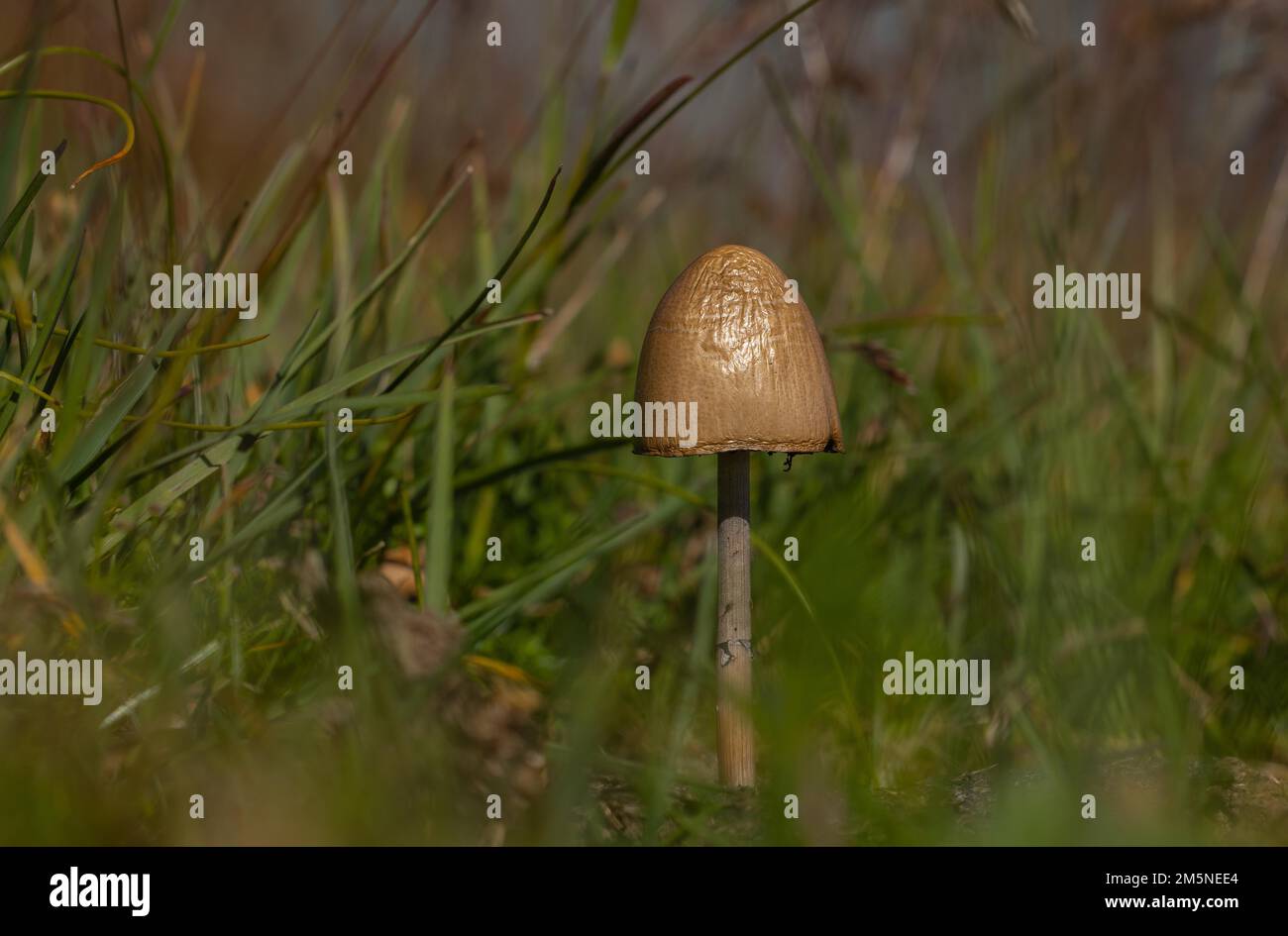 Small brown fungus (Fungi) in the grass Stock Photo - Alamy