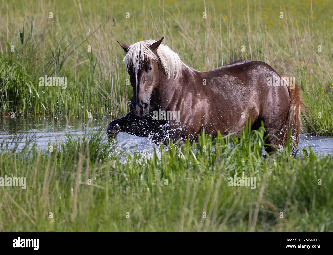 Horse (Equus) crosses stream Stock Photo - Alamy