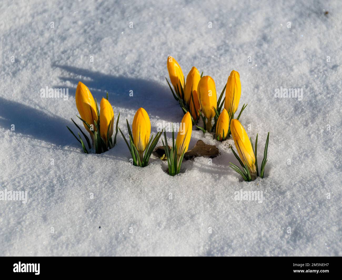 close-up view with lovely crocus flowers in spring, blossoming through ...