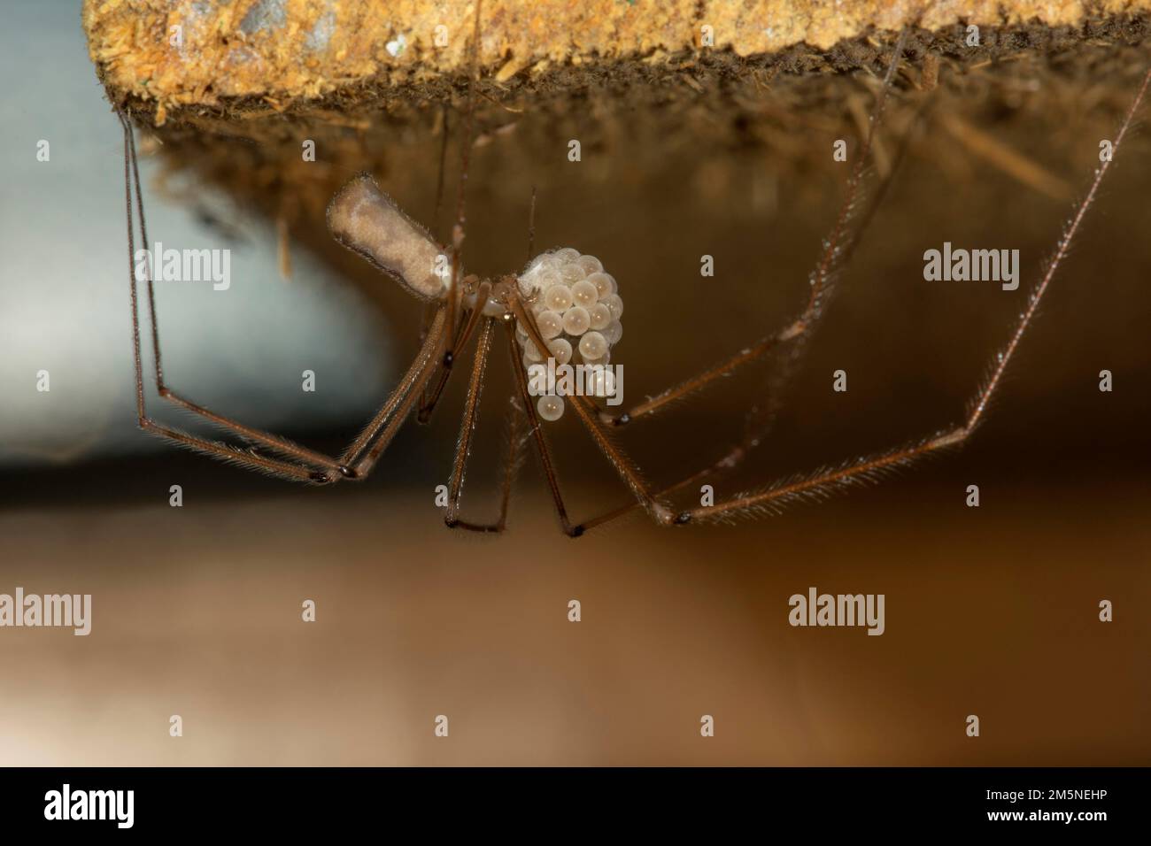 Pholcus opilionoides hi-res stock photography and images - Alamy