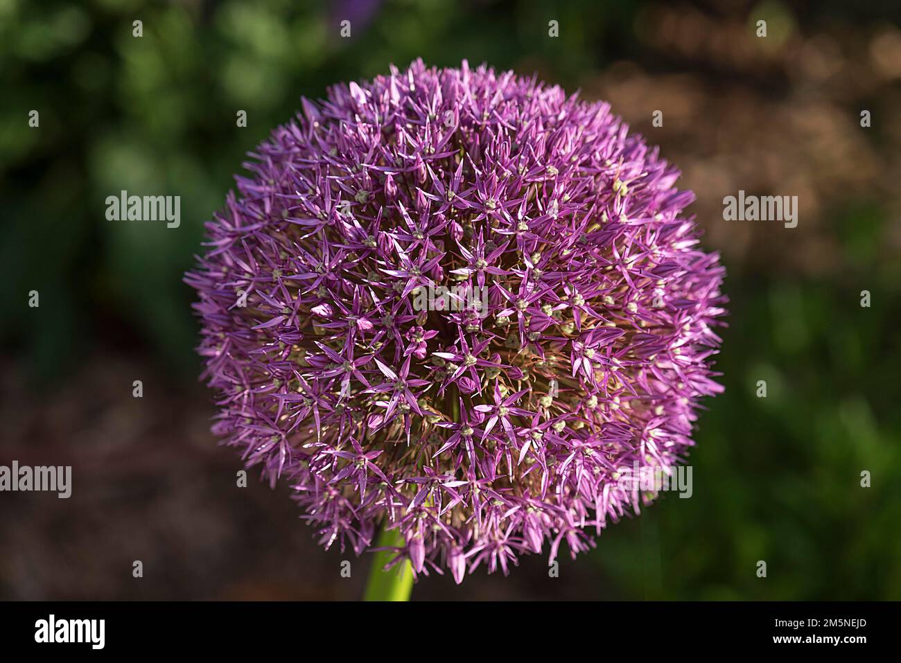 Ornamental garlic flower (Allium), Bavaria, Germany Stock Photo - Alamy