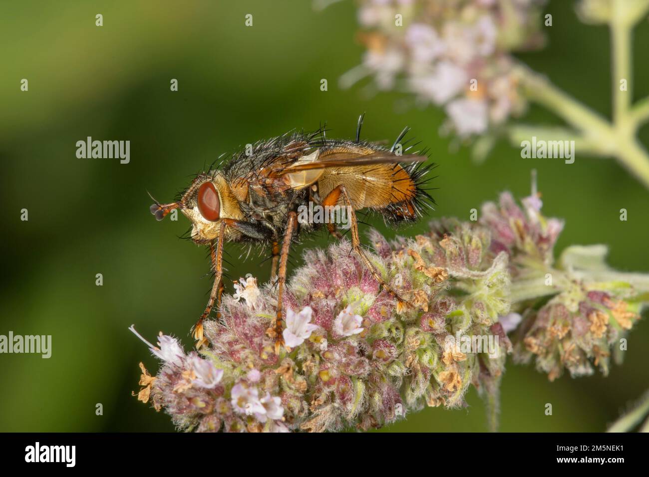Hedgehog fly (Tachina fera) on flower of horse mint (Mentha longifolia ...