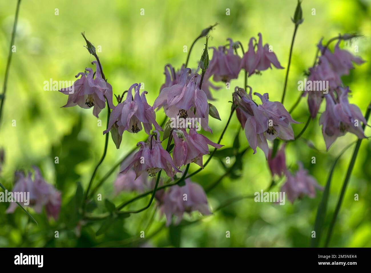 European columbine aquilegia vulgaris hi-res stock photography and ...