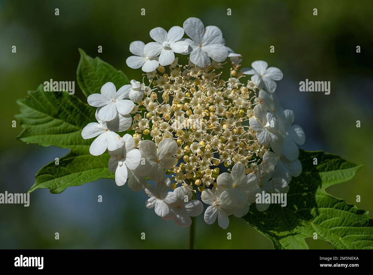 Flower of the woolly snowball (Viburnum lantana), Bavaria, Germany ...