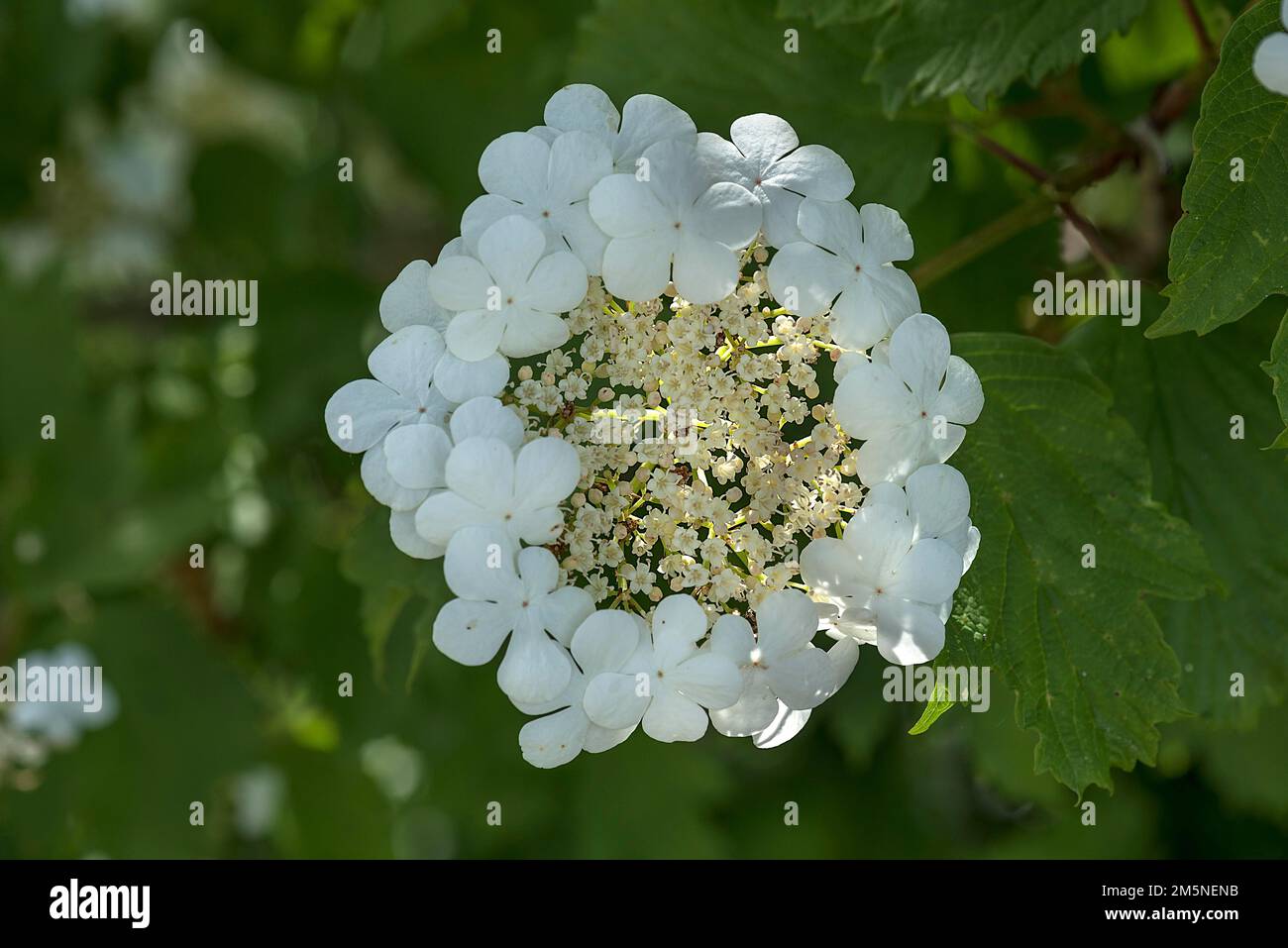 Flower of the woolly snowball (Viburnum lantana), Bavaria, Germany ...