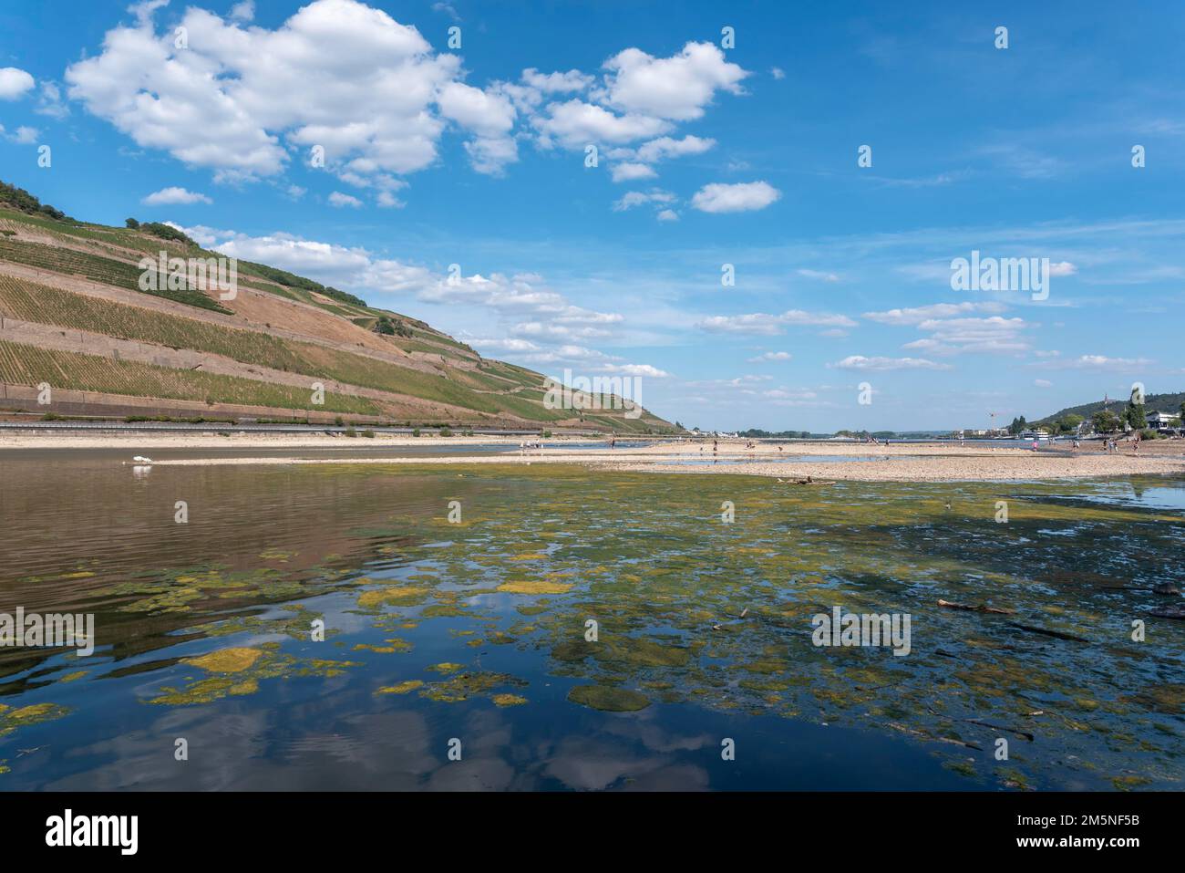 Rhine at extremely low water in the drought summer of 2022, Bingen am ...