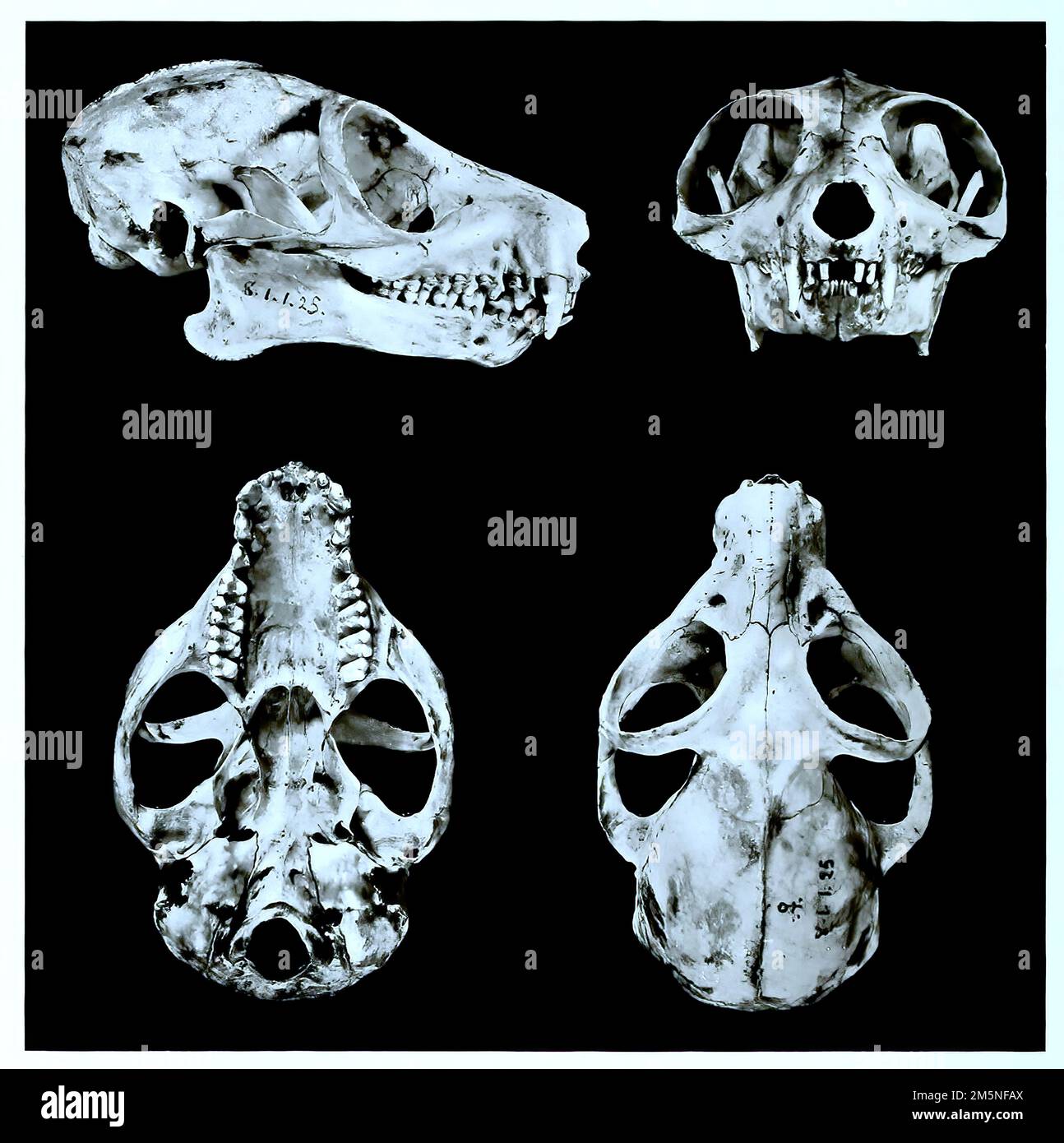 Schädelknochen, Forschung, Evolution, Forschungsstück, Galago, Galago ...