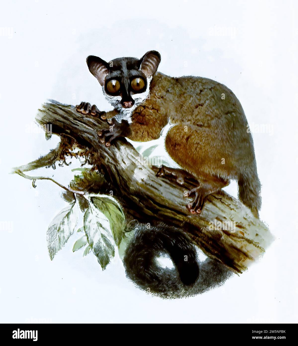 Schädelknochen, Forschung, Evolution, Forschungsstück, Galago, Galago ...