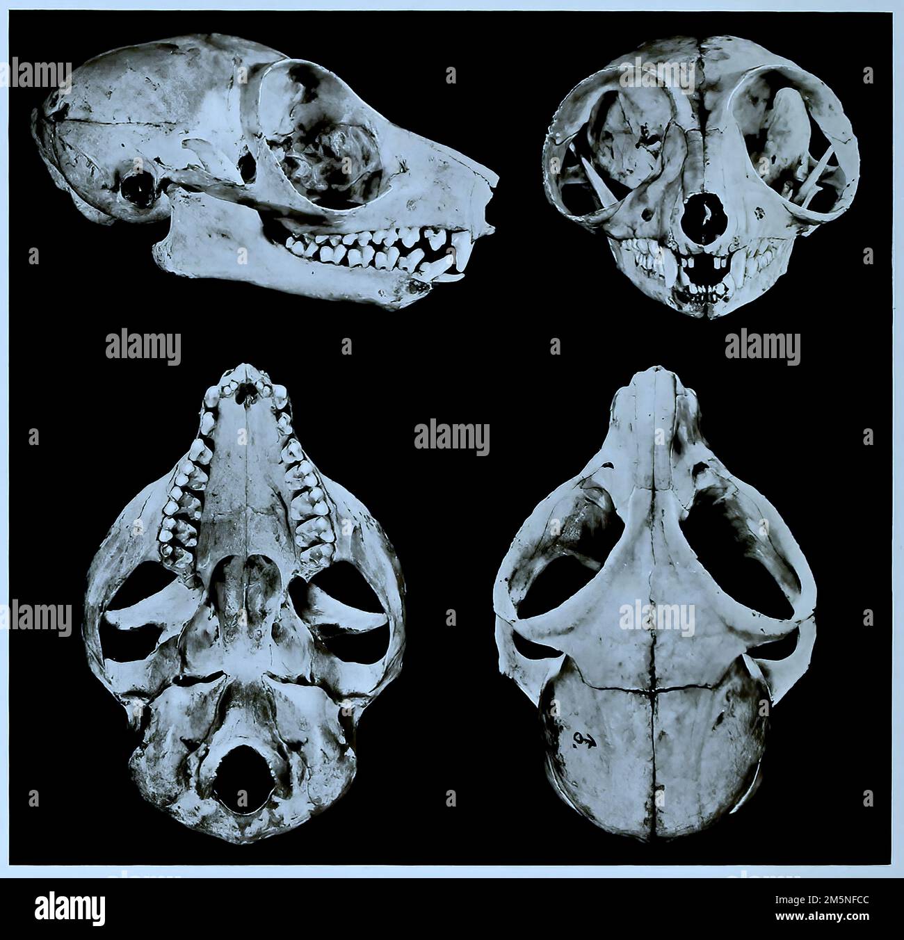 Schädelknochen, Forschung, Evolution, Forschungsstück, Galago, Galago ...